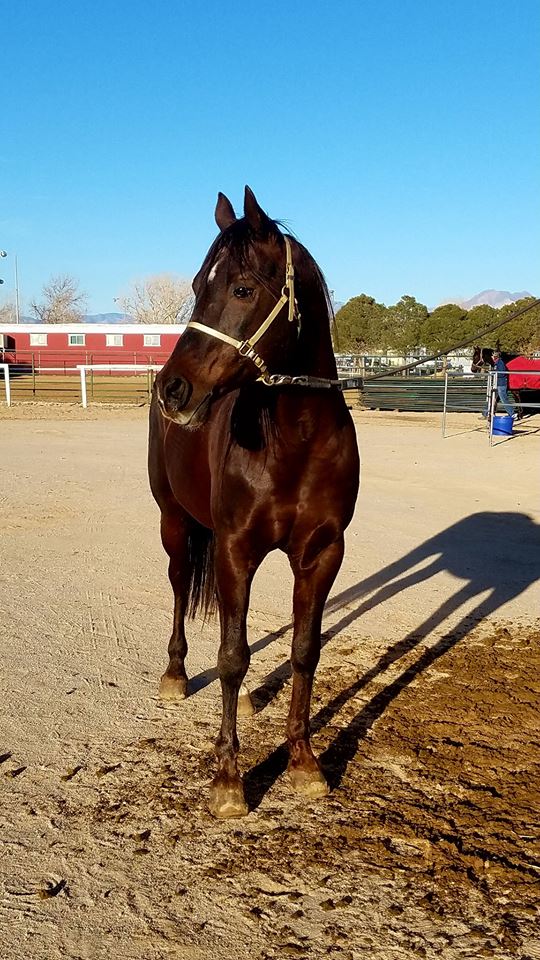 20 Mule Team 100 2017: Endurance, All Ways, All Days | Redheaded Endurance