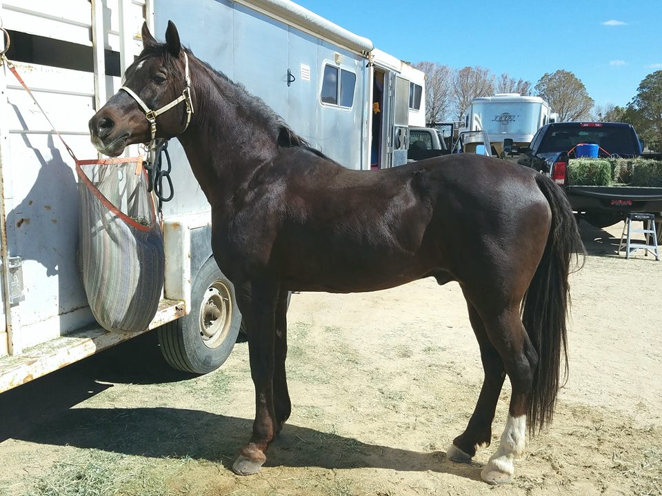 20 Mule Team 100 2017: Endurance, All Ways, All Days | Redheaded Endurance